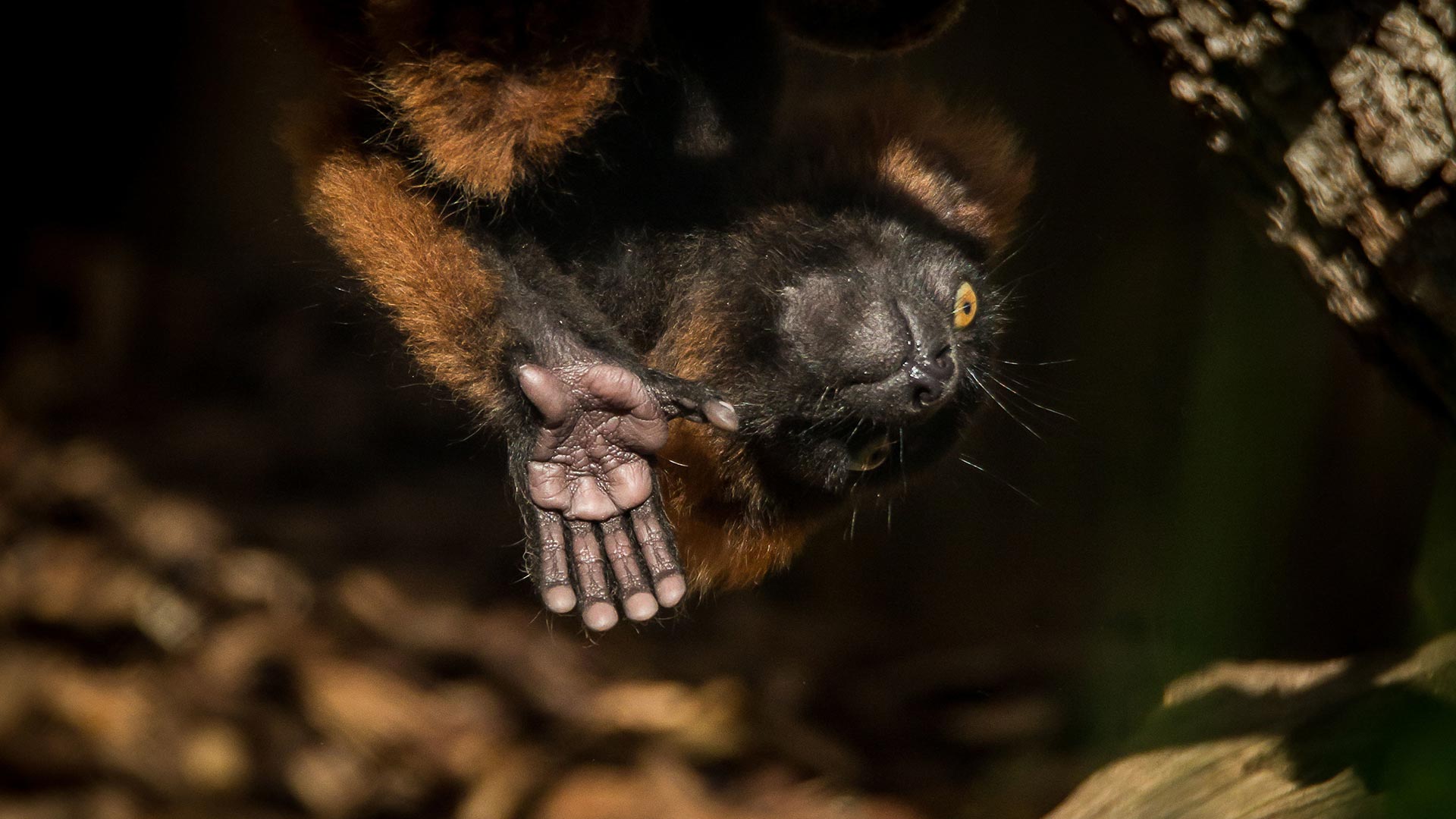 Roter vari ⋆ Zoo Mulhouse, zoologischer und botanischer Garten