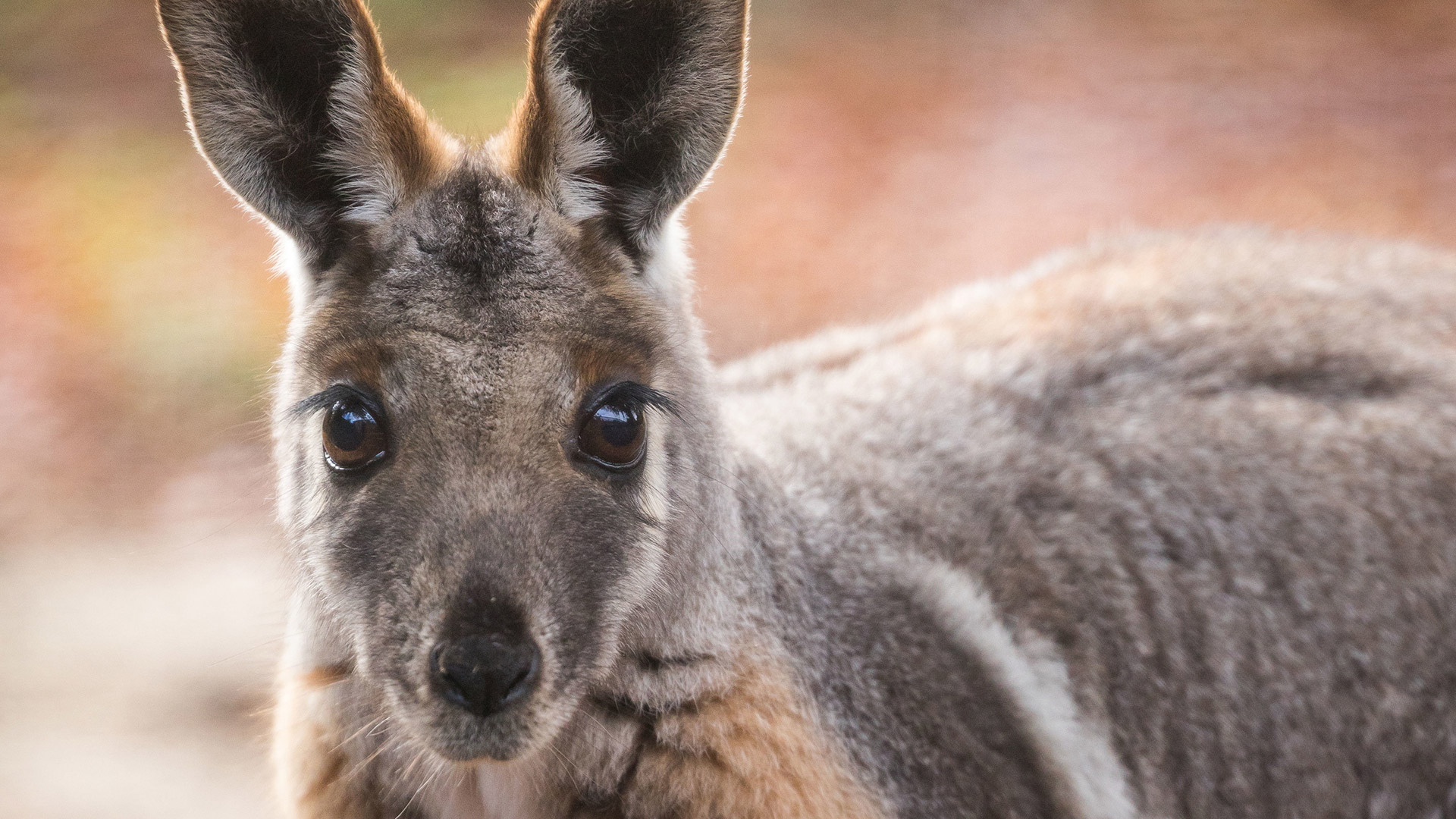 Wallaby des rochers ⋆ Zoo de Mulhouse, parc zoologique et botanique