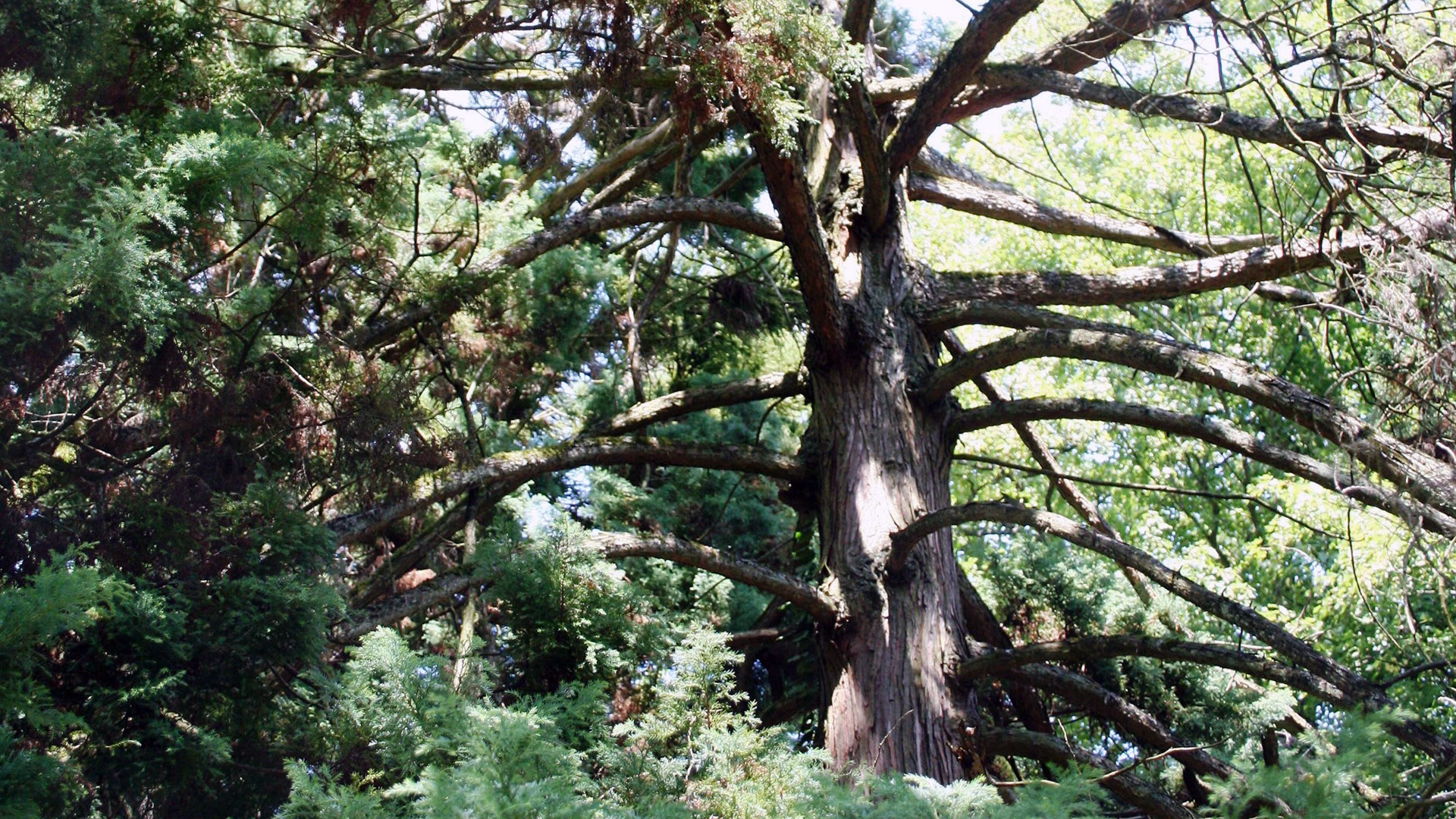 Cyprès de Sawara écailleux ⋆ Zoo de Mulhouse, parc zoologique et botanique