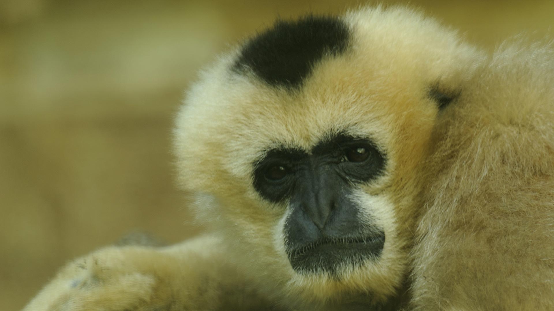 Northern white-cheeked gibbon ⋆ Mulhouse Zoo, zoological and botanical park