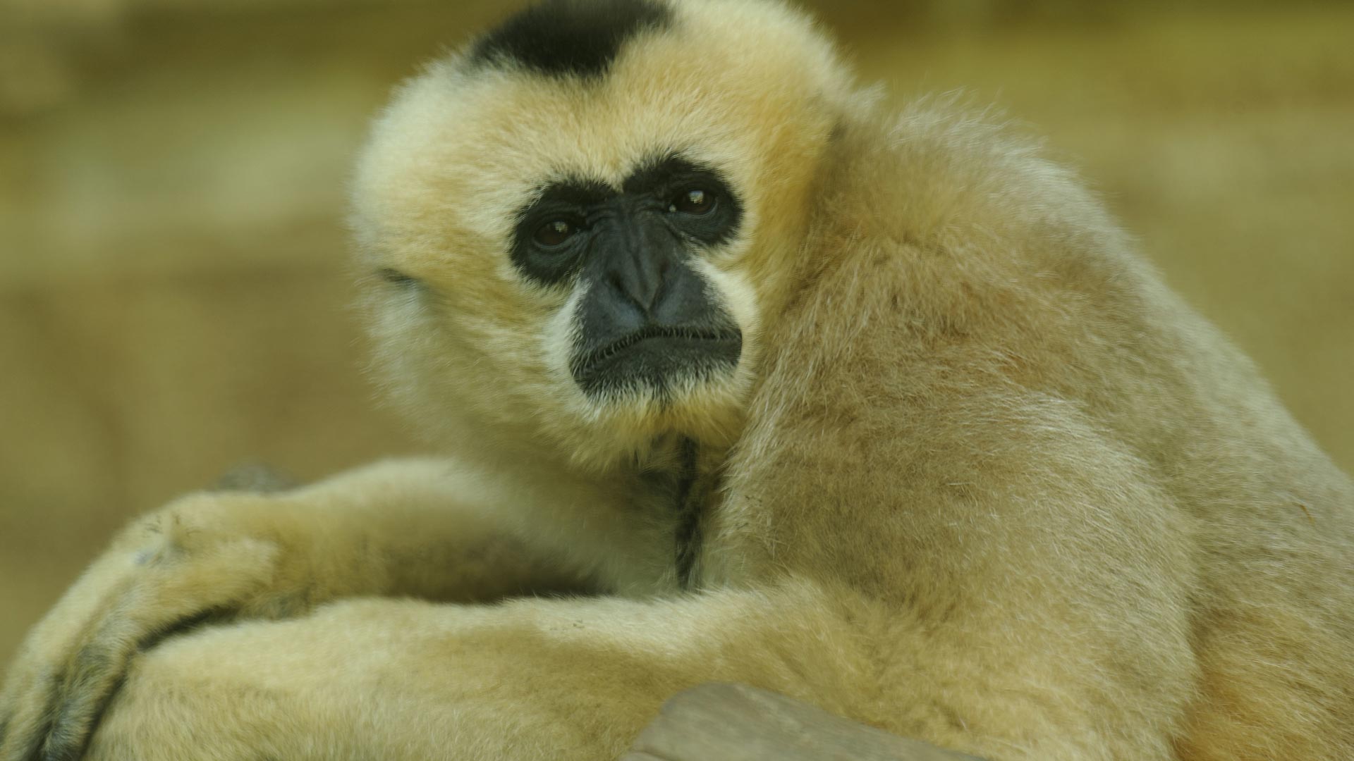 Northern white-cheeked gibbon ⋆ Mulhouse Zoo, zoological and botanical park