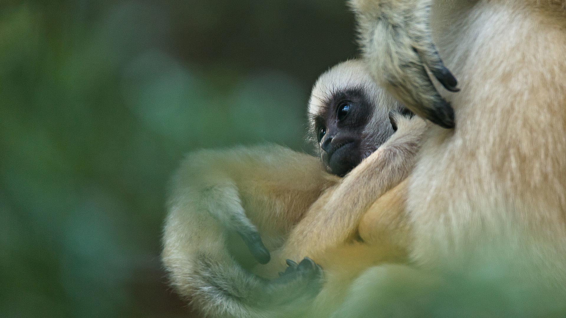 Northern white-cheeked gibbon ⋆ Mulhouse Zoo, zoological and botanical park