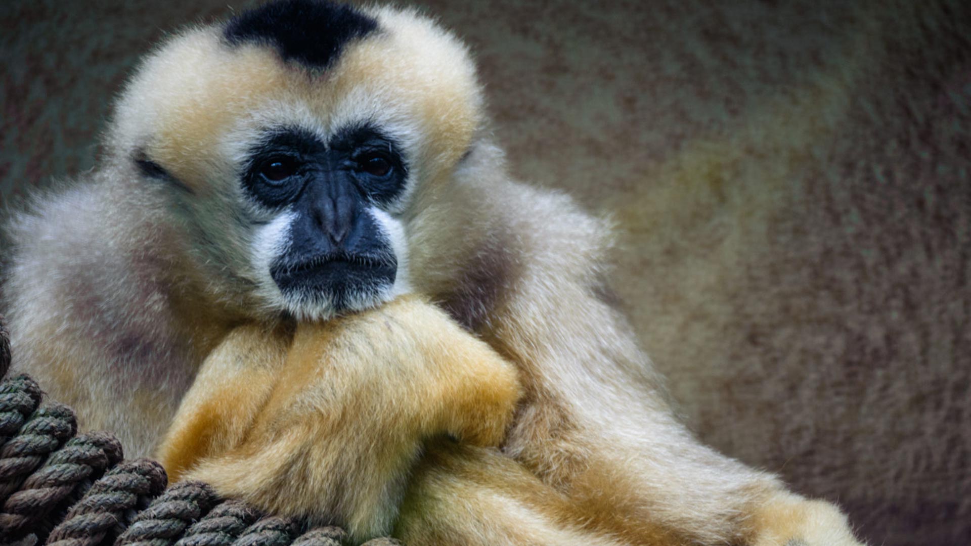 Northern white-cheeked gibbon ⋆ Mulhouse Zoo, zoological and botanical park
