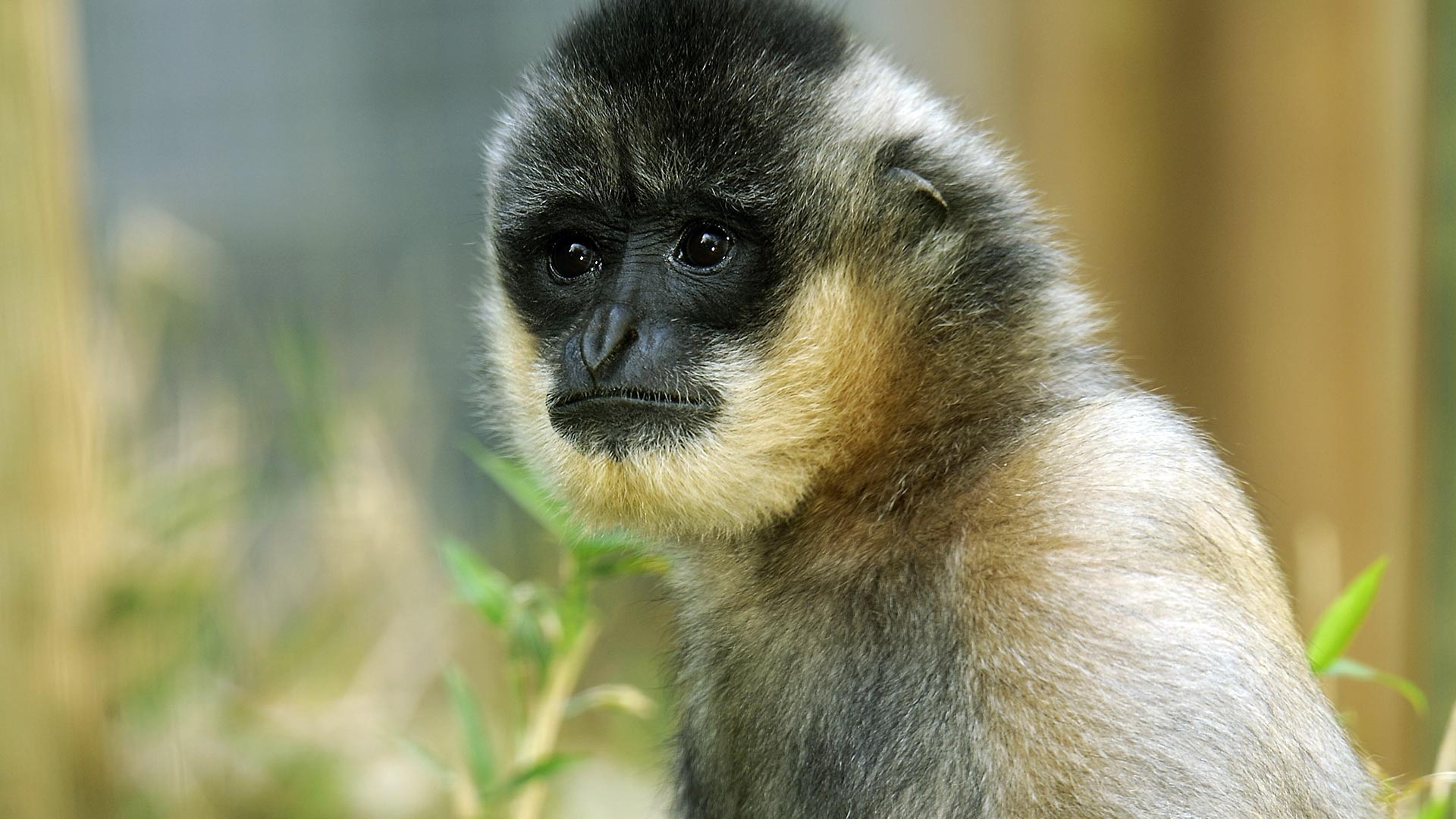 Gibbons à favoris blancs du Sud ⋆ Zoo de Mulhouse, parc zoologique et ...