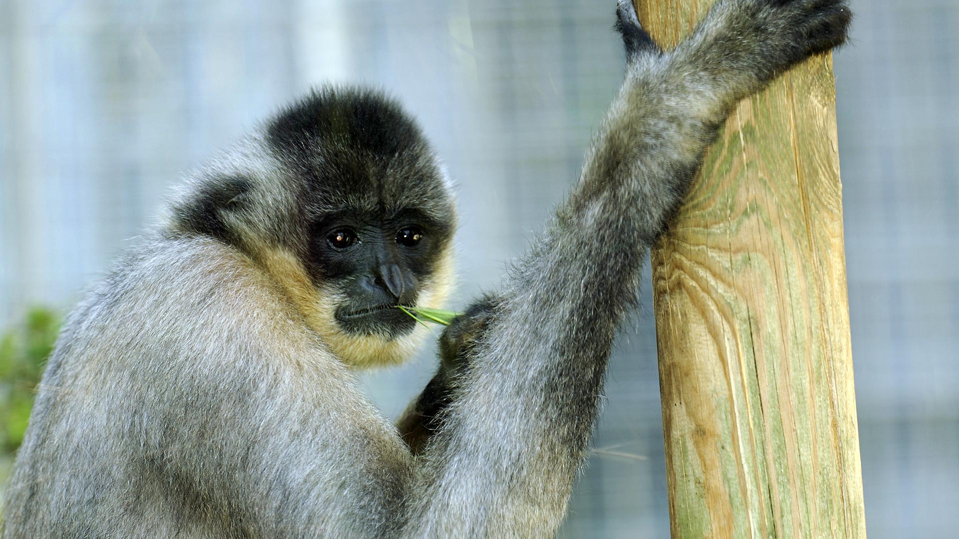 Gibbons à favoris blancs du Sud ⋆ Zoo de Mulhouse, parc zoologique et ...