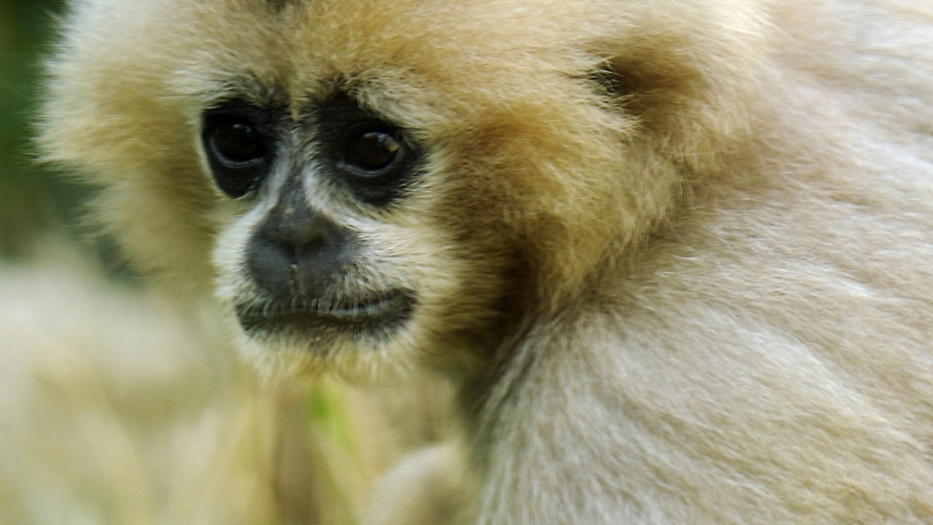 Gibbons à favoris blancs du Sud ⋆ Zoo de Mulhouse, parc zoologique et ...