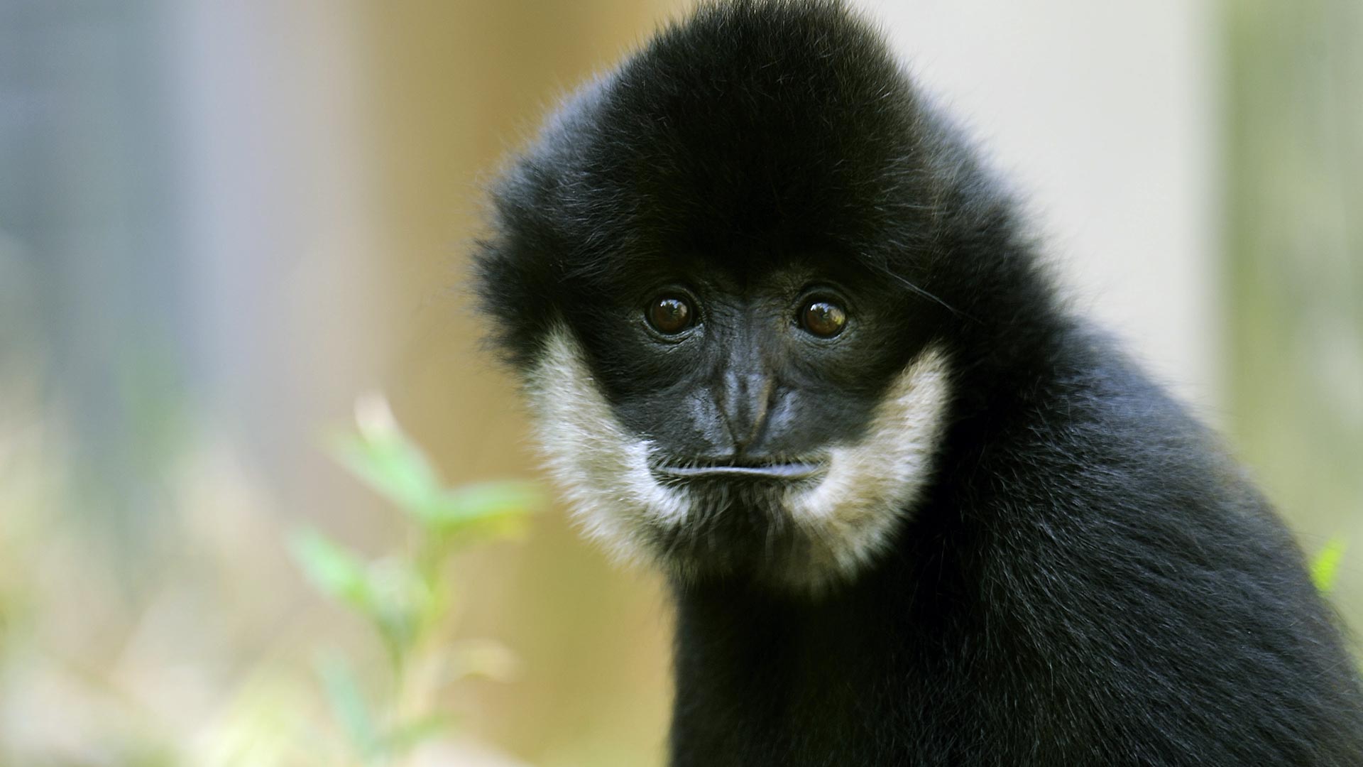 Gibbons à favoris blancs du Sud ⋆ Zoo de Mulhouse, parc zoologique et ...