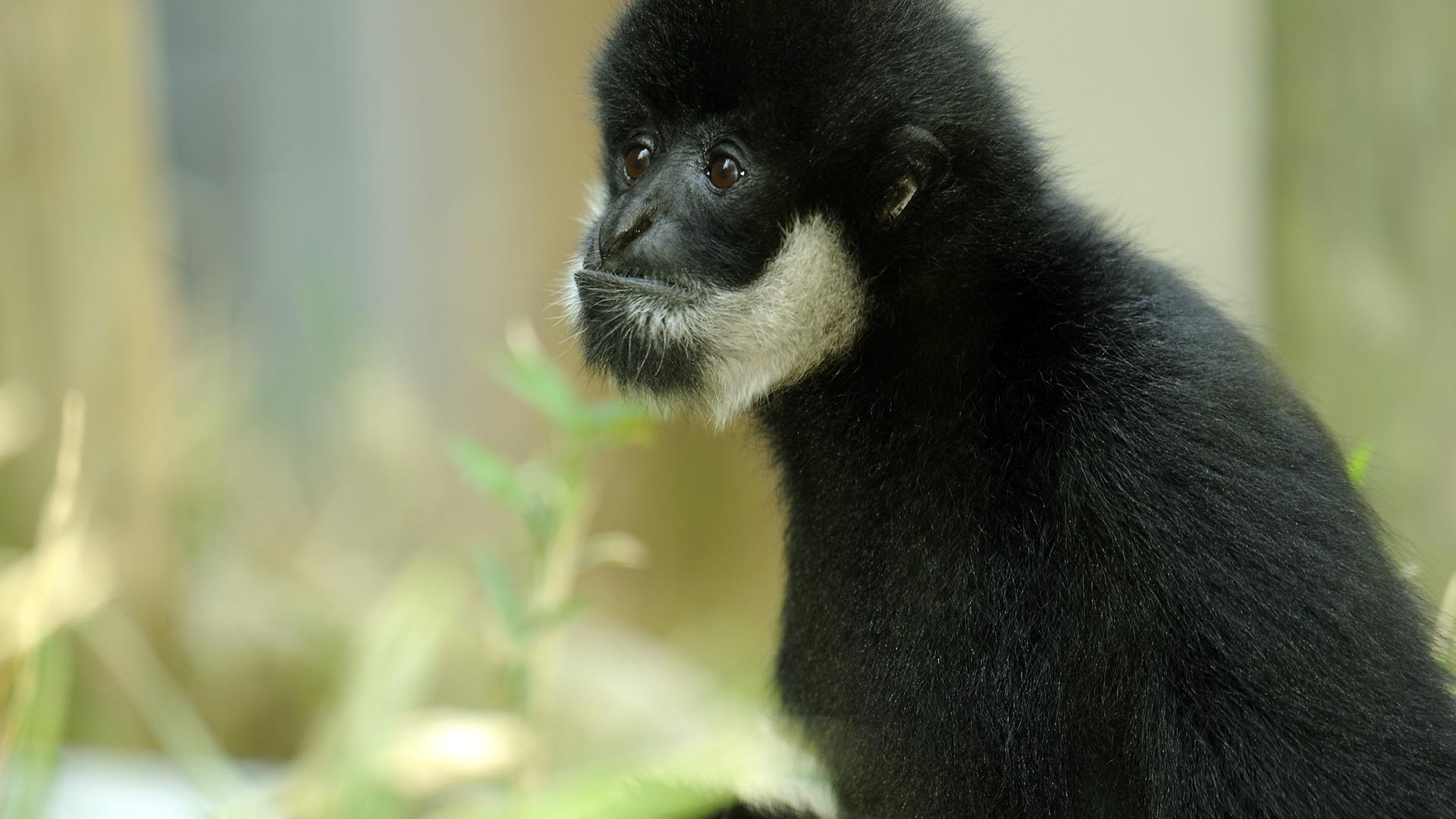 Gibbons à favoris blancs du Sud ⋆ Zoo de Mulhouse, parc zoologique et ...