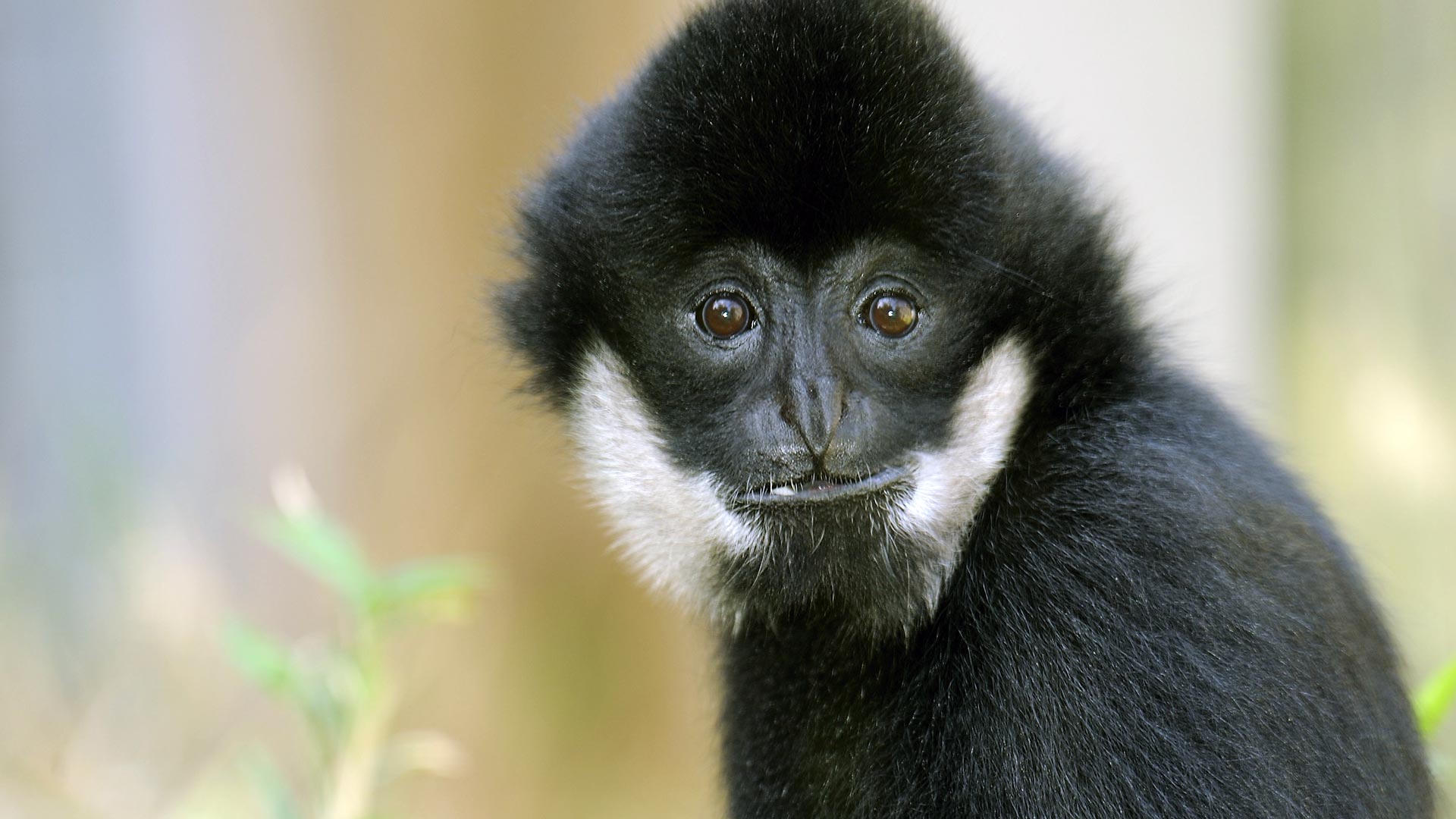 Gibbons à favoris blancs du Sud ⋆ Zoo de Mulhouse, parc zoologique et ...