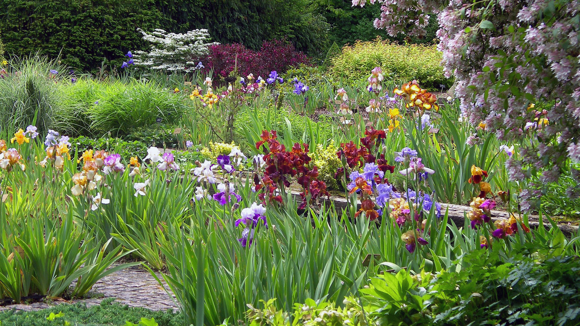Le jardin des iris ⋆ Zoo de Mulhouse, parc zoologique et botanique