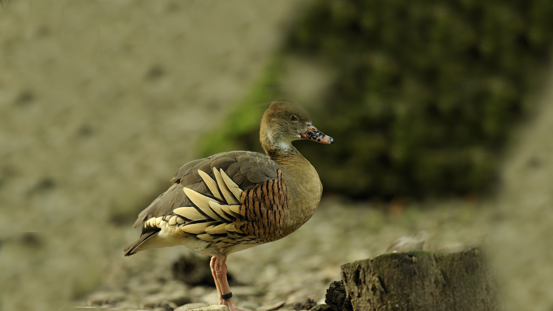Dendrocygne de Eyton ⋆ Zoo de Mulhouse, parc zoologique et botanique
