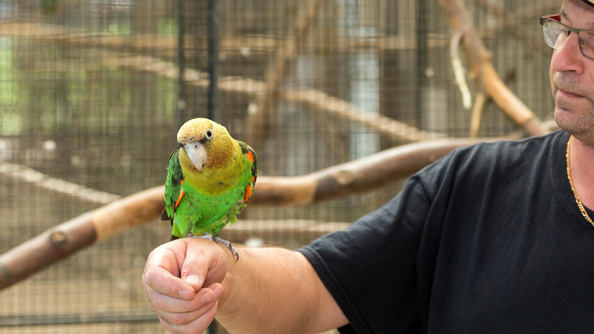 Cape parrot ⋆ Mulhouse Zoo, zoological and botanical park