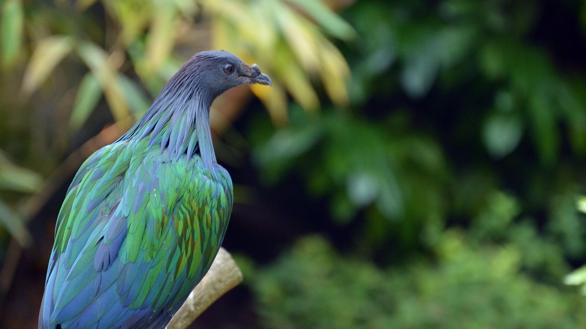 Nicobar pigeon ⋆ Mulhouse Zoo, zoological and botanical park