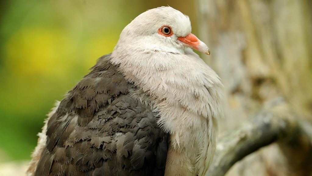 Mauritius Pink Pigeon ⋆ Mulhouse Zoo, zoological and botanical park