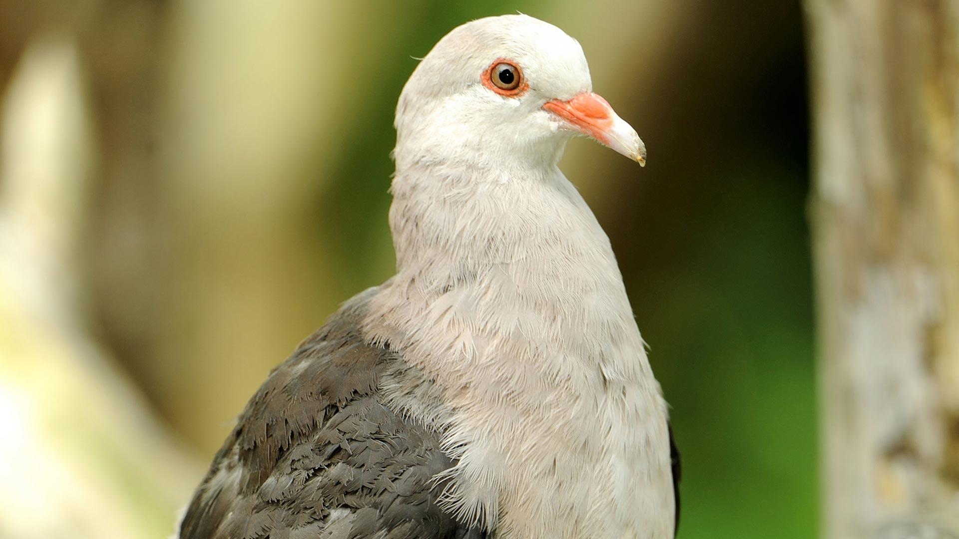 Mauritius Pink Pigeon ⋆ Mulhouse Zoo, zoological and botanical park