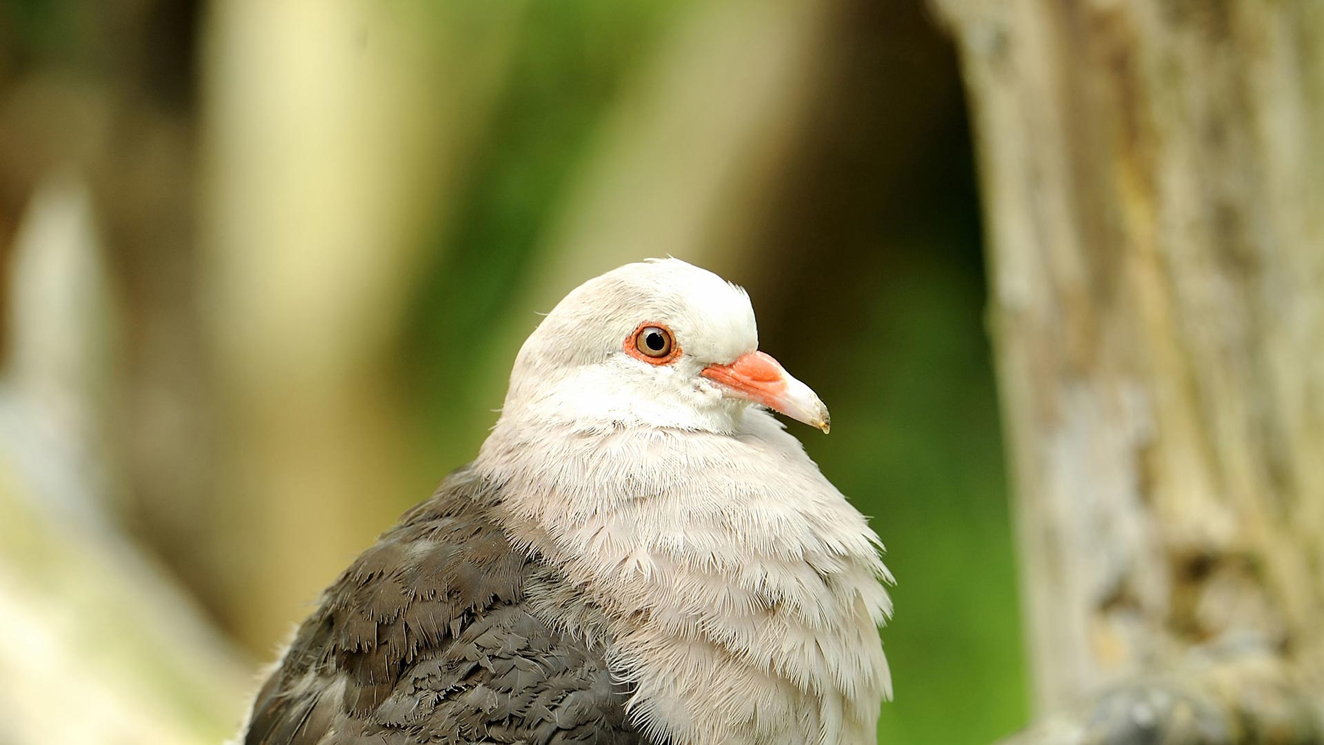 Pigeon rose ⋆ Zoo de Mulhouse, parc zoologique et botanique