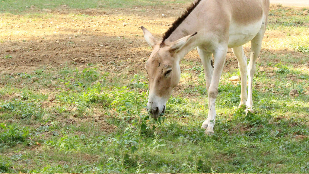 Kulan ⋆ Zoo de Mulhouse, parc zoologique et botanique