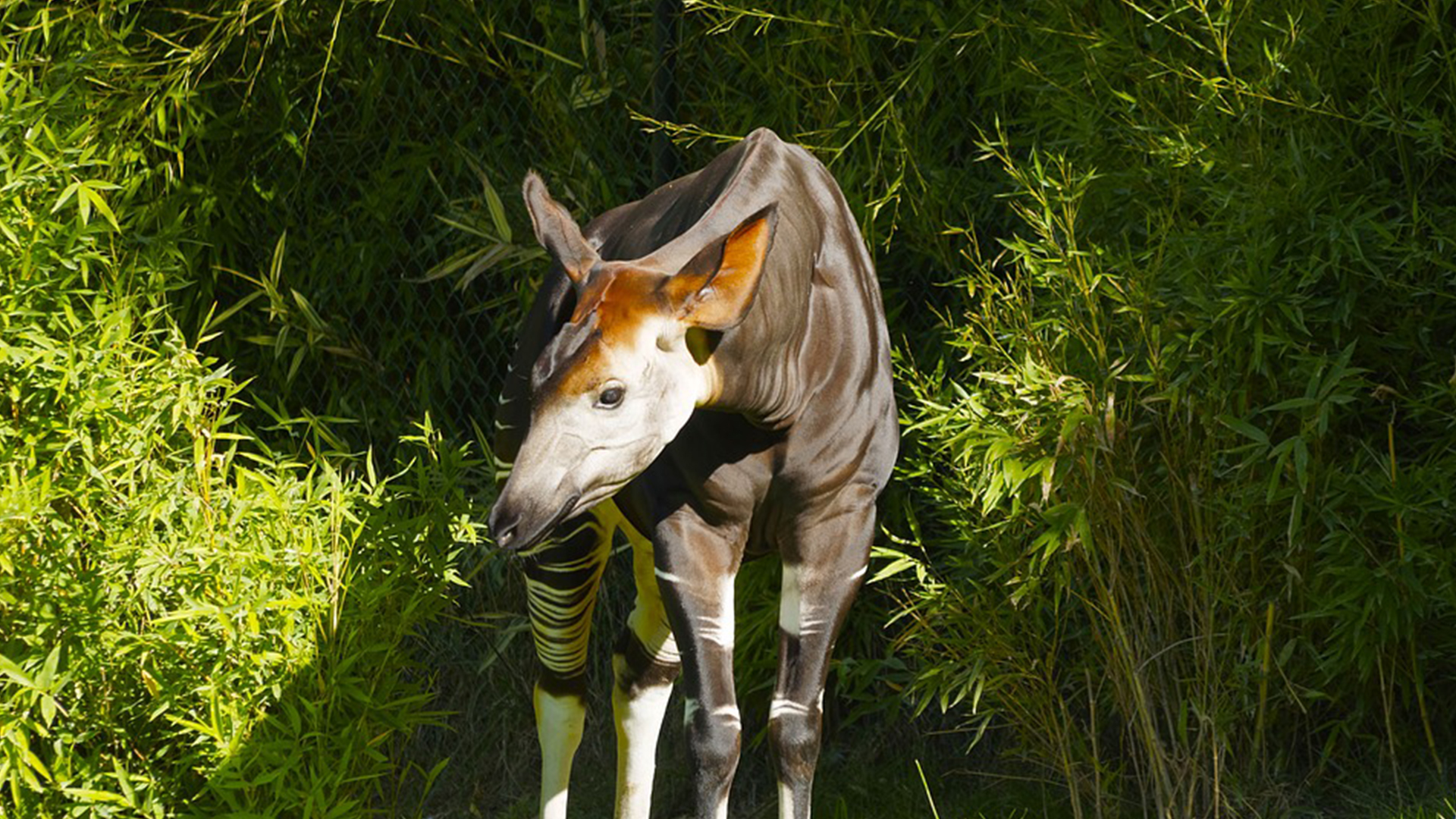 Okapi ⋆ Mulhouse Zoo, zoological and botanical park