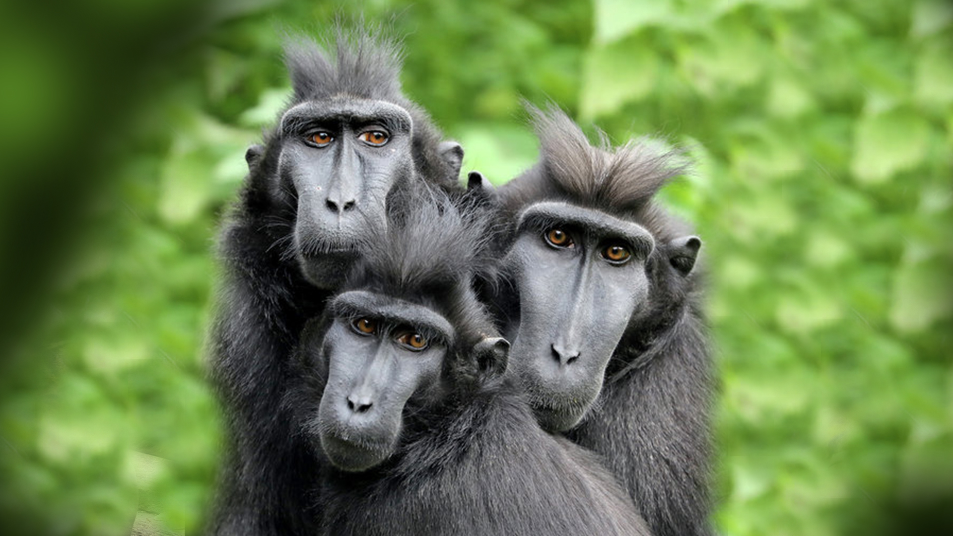 Celebes Crested Macaque ⋆ Mulhouse Zoo, zoological and botanical park