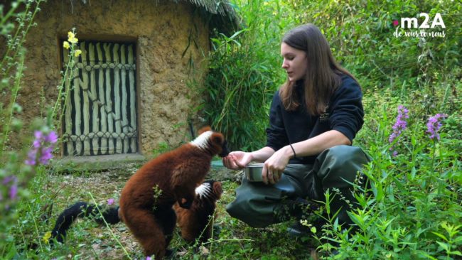[Vidéo] Découvrez le métier de soigneur animalier ⋆ Zoo de Mulhouse, parc zoologique et botanique