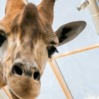 Les programmes d'élevage ex-situ (EEP) ⋆ Zoo de Mulhouse, parc ...